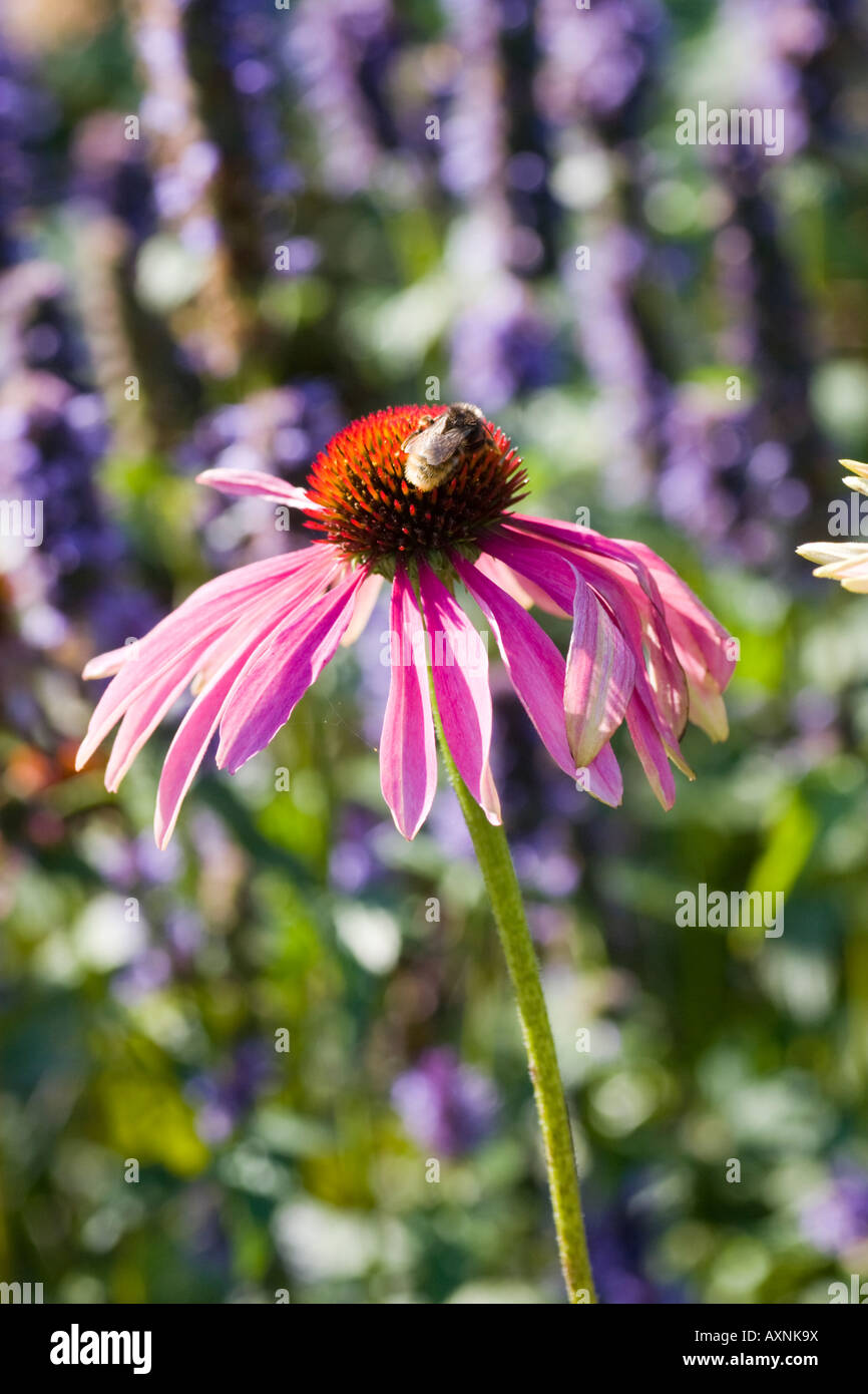 Echinacea Rubinstern High Resolution Stock Photography and Images - Alamy