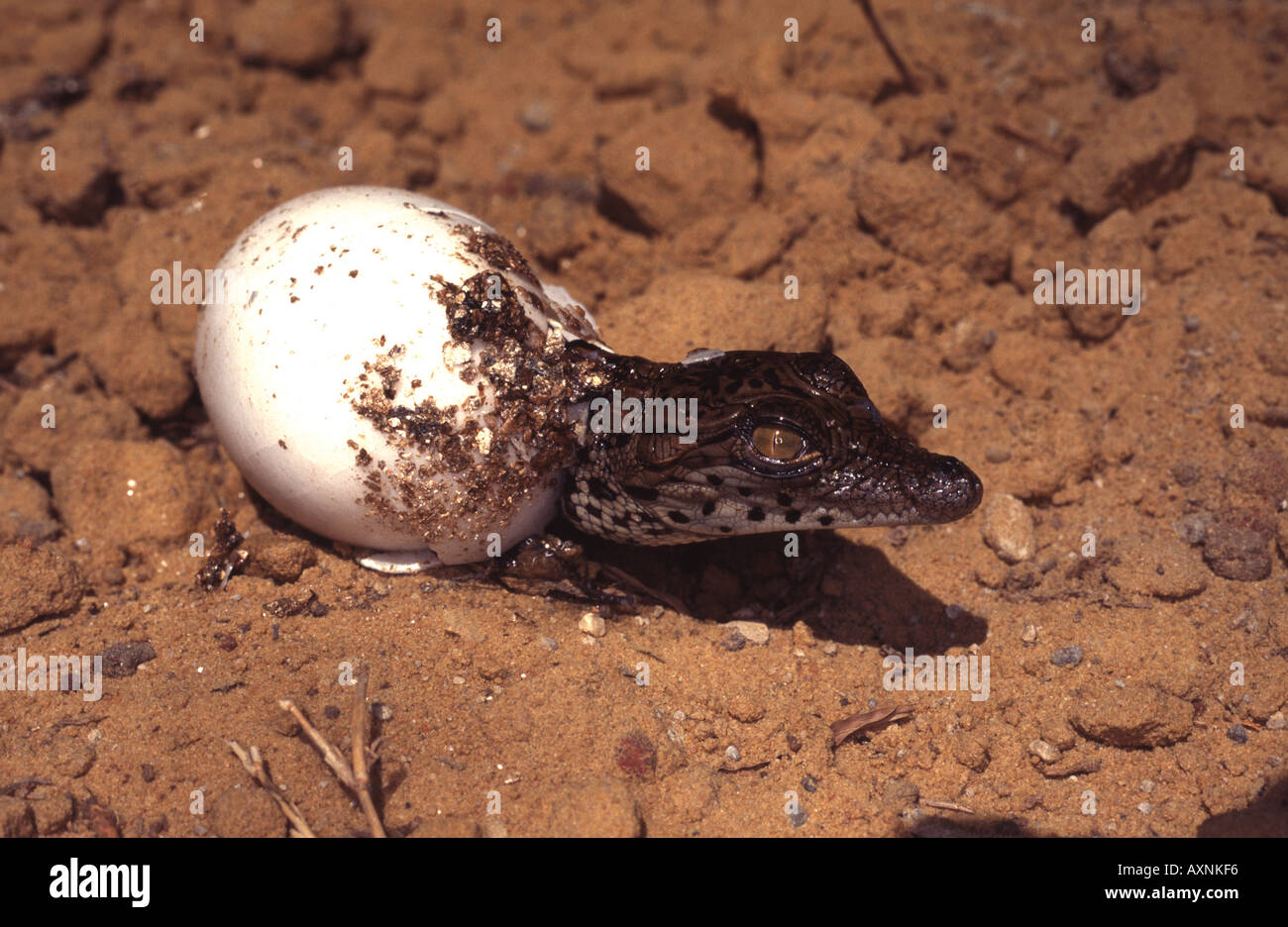 hatching croc, Crocodylus niloticus Stock Photo - Alamy
