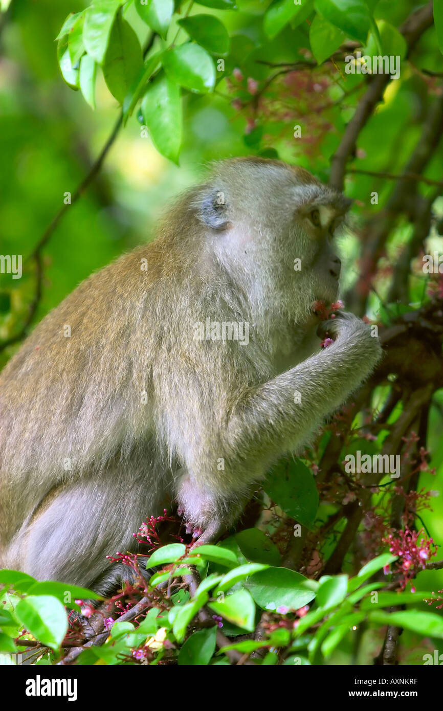 Penang Malaysia Monkeys Stock Photo - Alamy