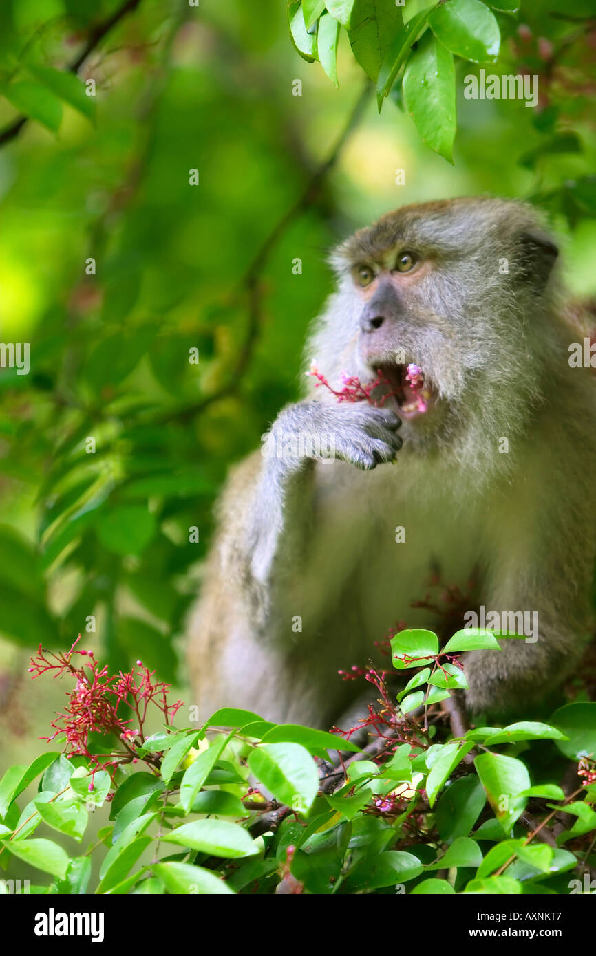 Penang malaysia monkeys hi-res stock photography and images - Alamy