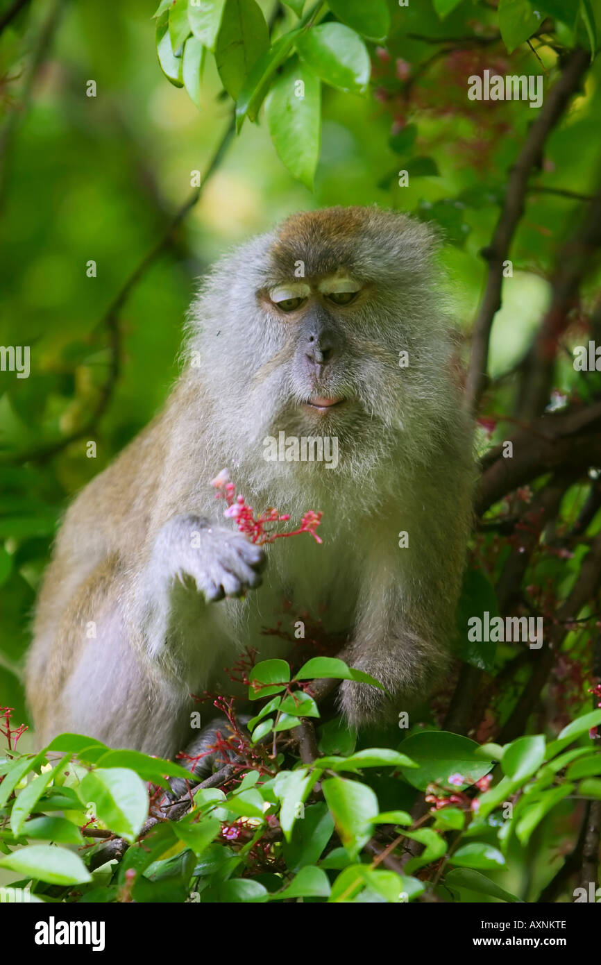Penang Malaysia Monkeys Stock Photo - Alamy