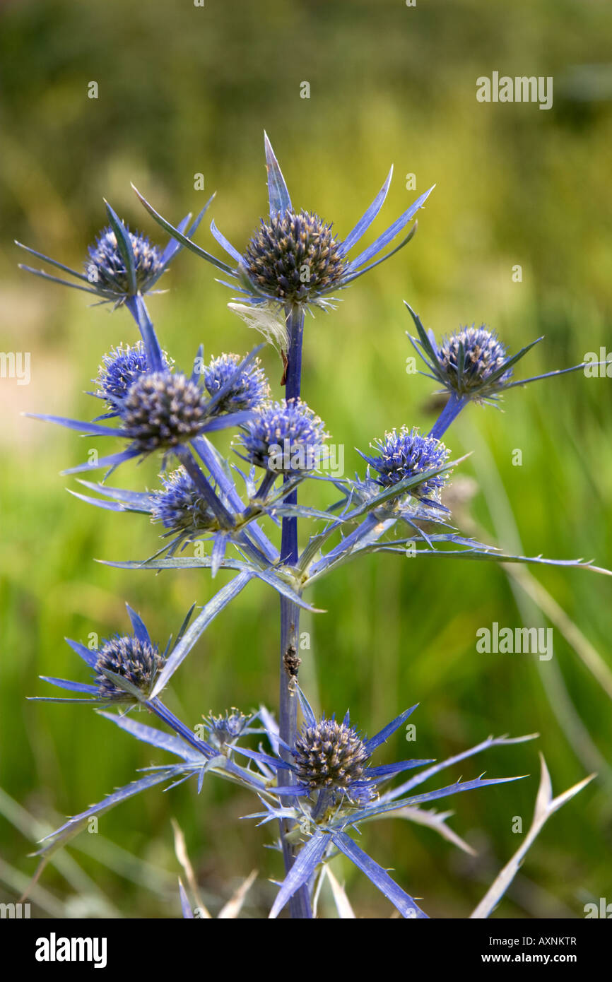 Eryngium sea holly hi-res stock photography and images - Alamy