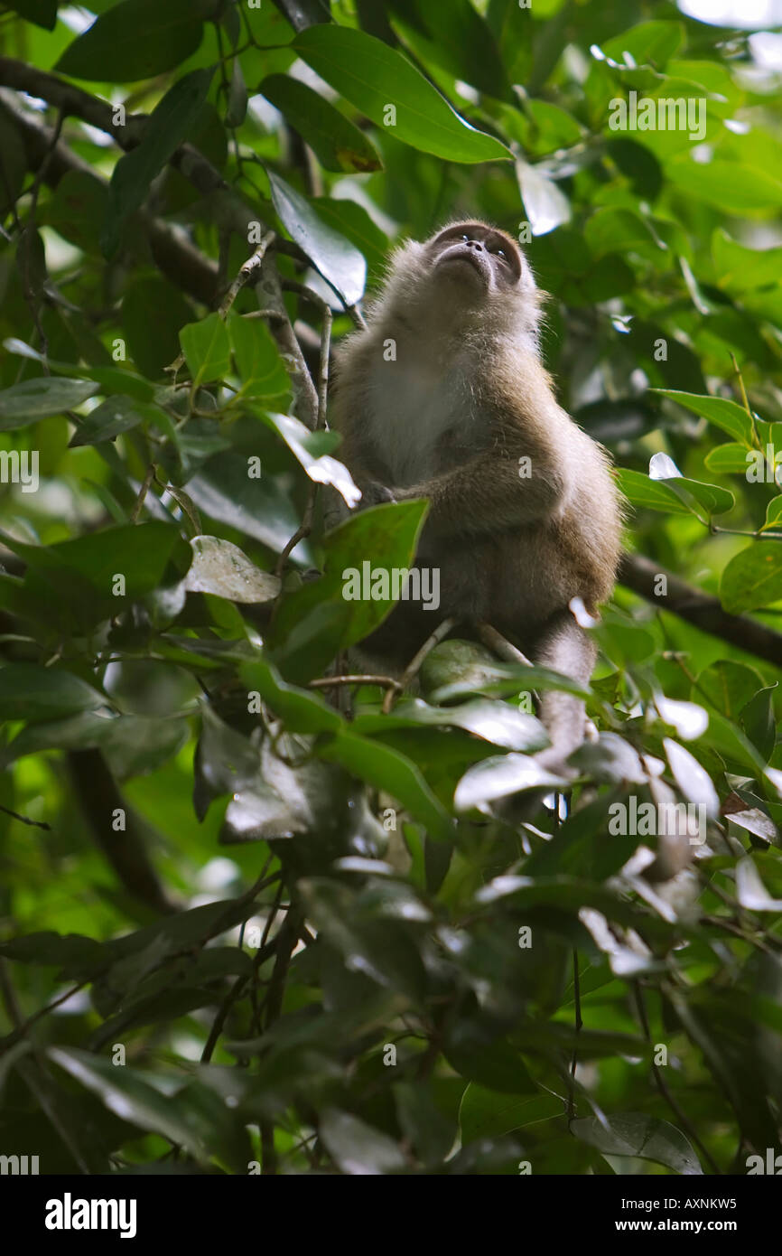 Penang malaysia monkeys hi-res stock photography and images - Alamy