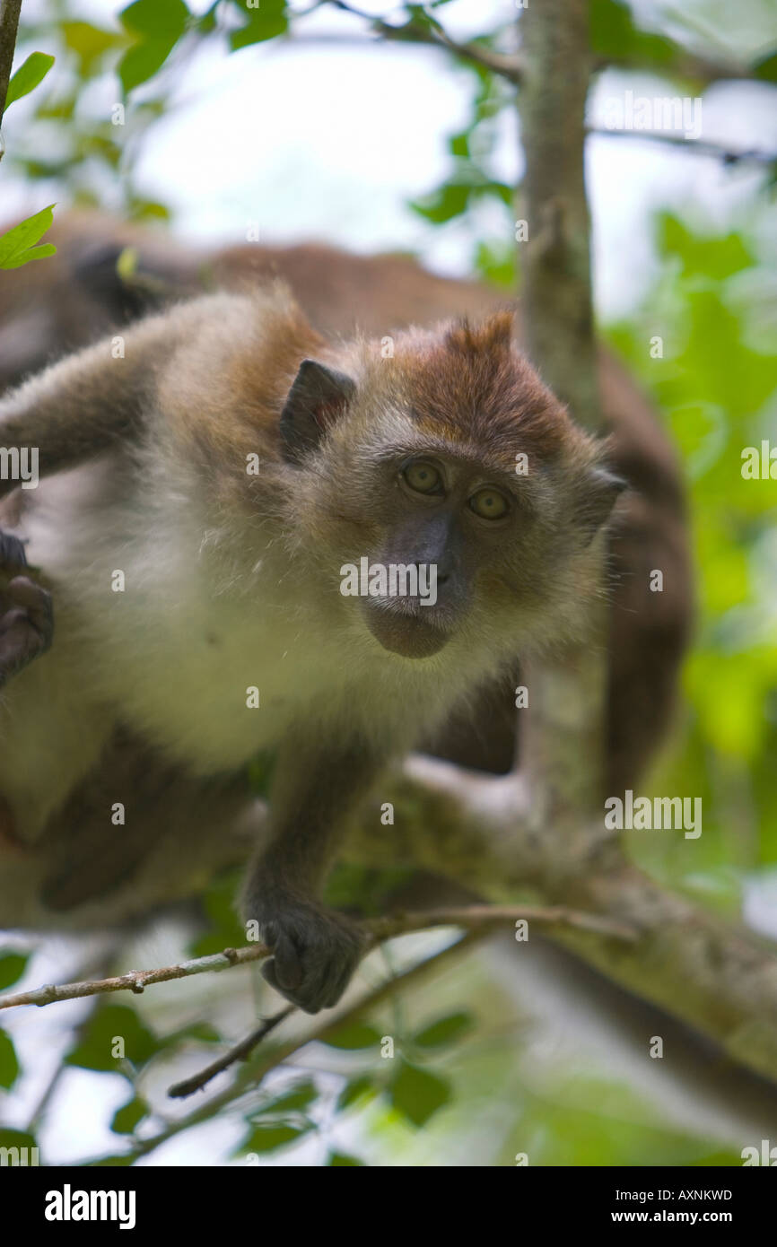 Penang Malaysia Monkeys Stock Photo - Alamy