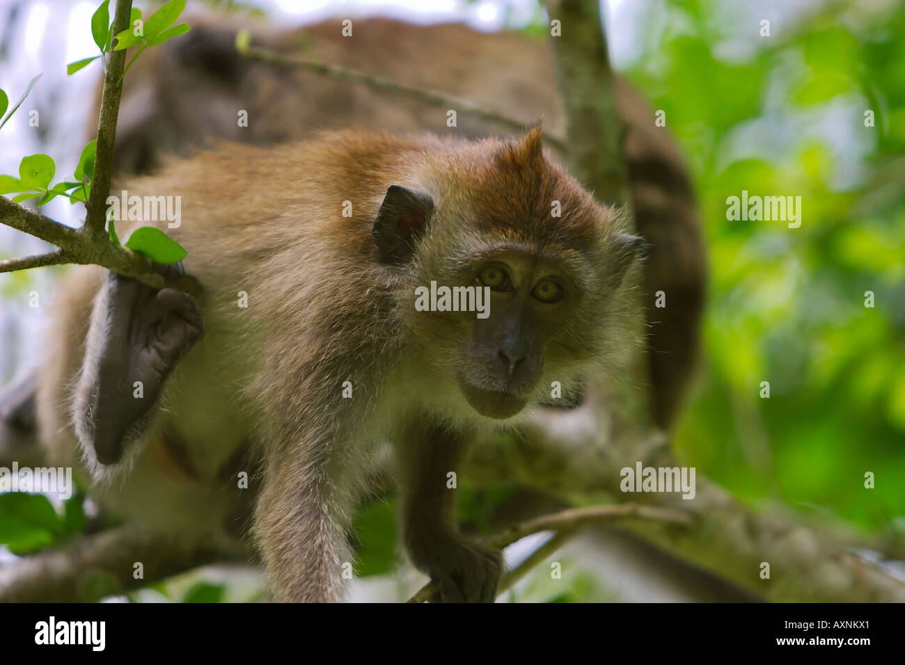 Penang malaysia monkeys hi-res stock photography and images - Alamy
