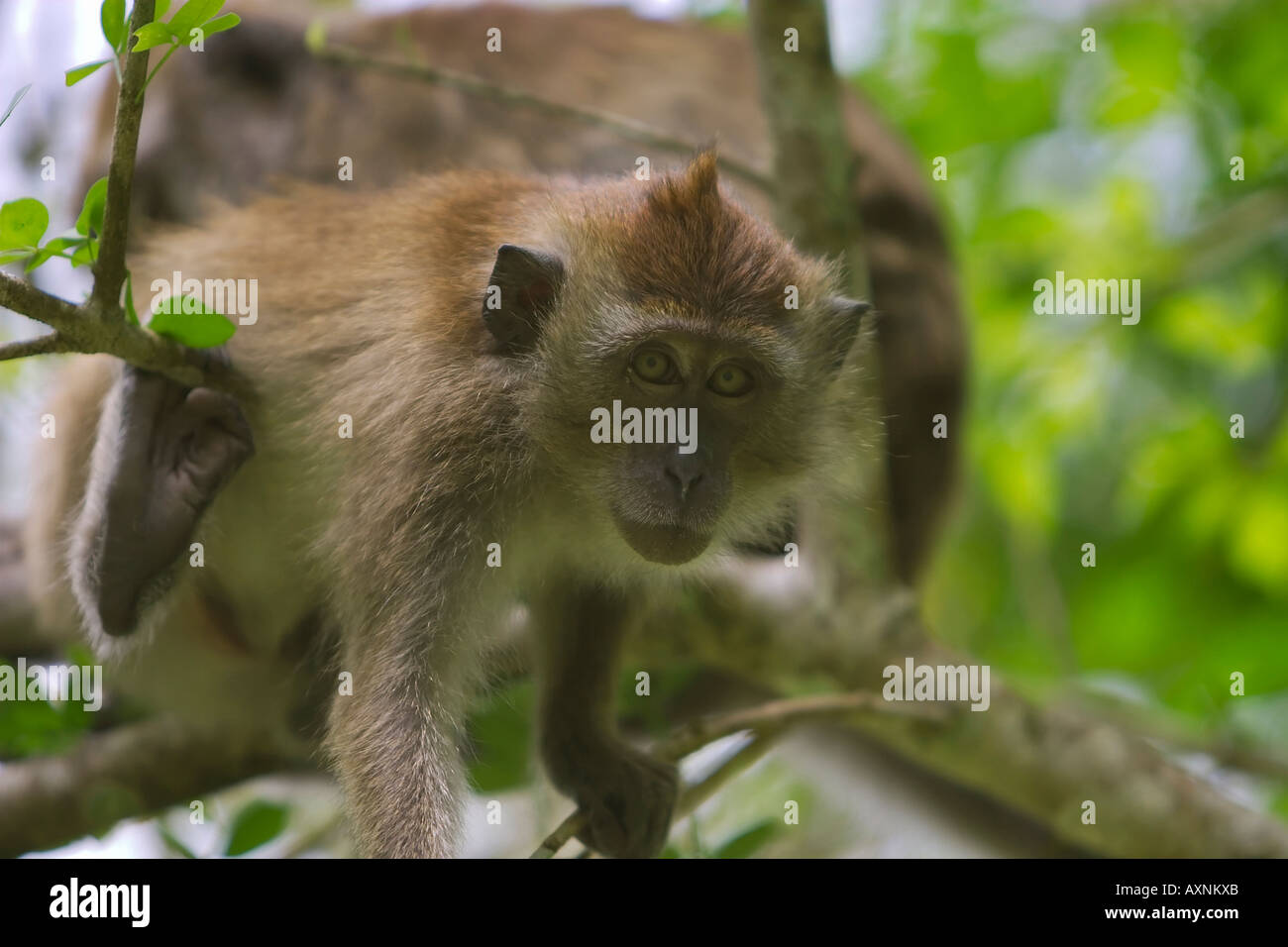 Penang malaysia monkeys hi-res stock photography and images - Alamy