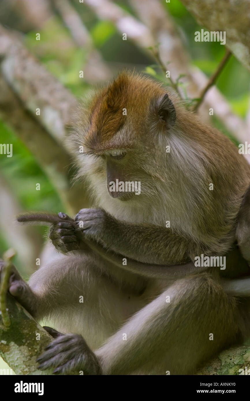 Penang malaysia monkeys hi-res stock photography and images - Alamy