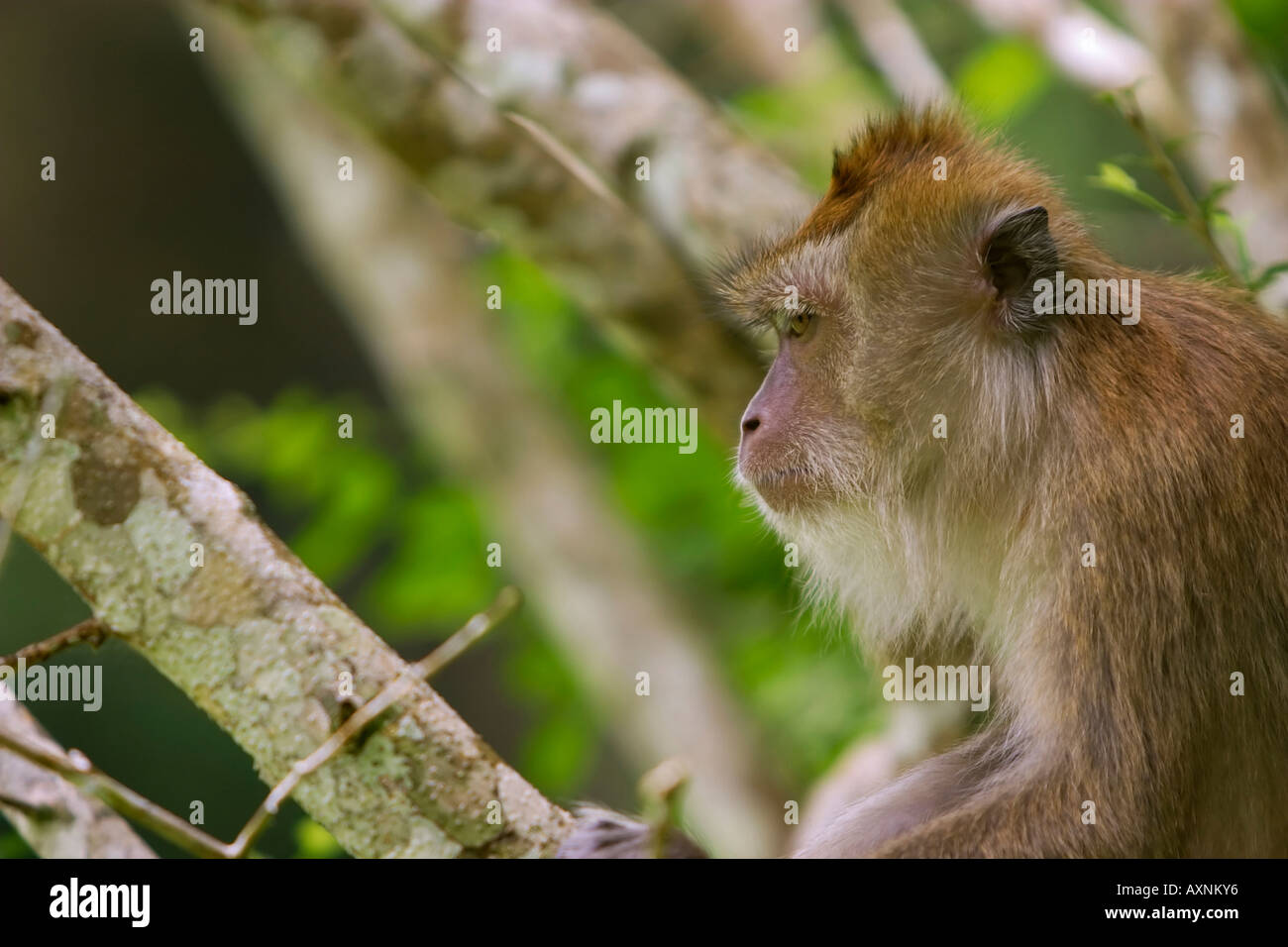 Penang malaysia monkeys hi-res stock photography and images - Alamy