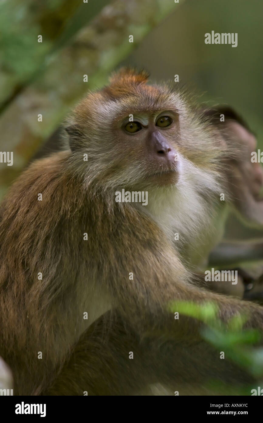Penang malaysia monkeys hi-res stock photography and images - Alamy