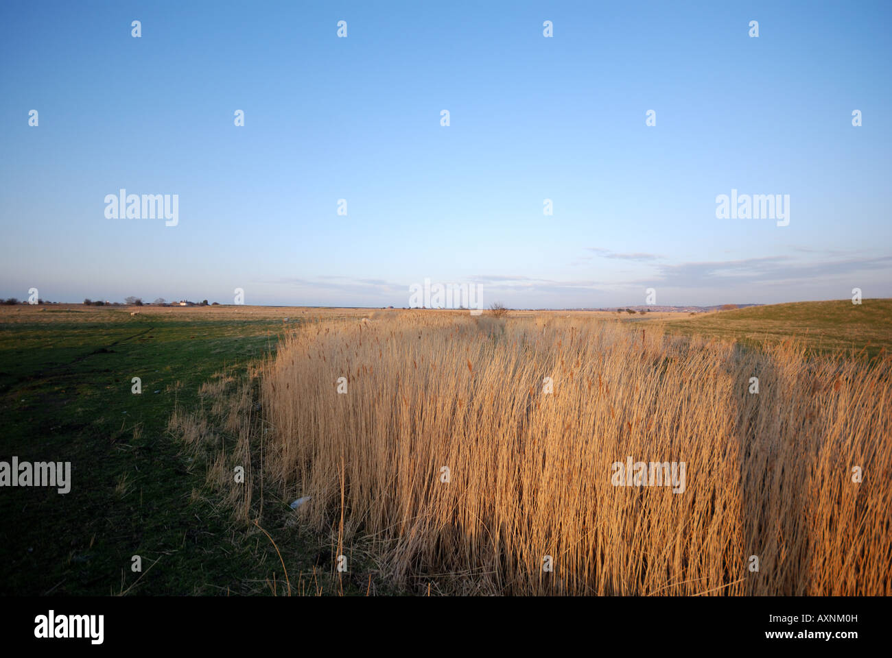 Kent fowl hi-res stock photography and images - Alamy