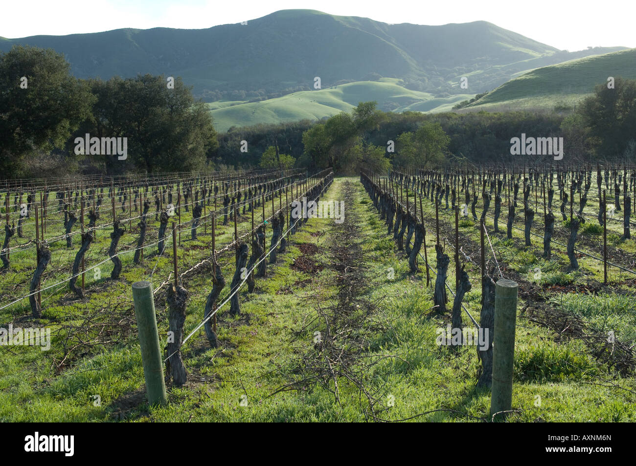 Santa Rita Hills vineyards California Stock Photo - Alamy