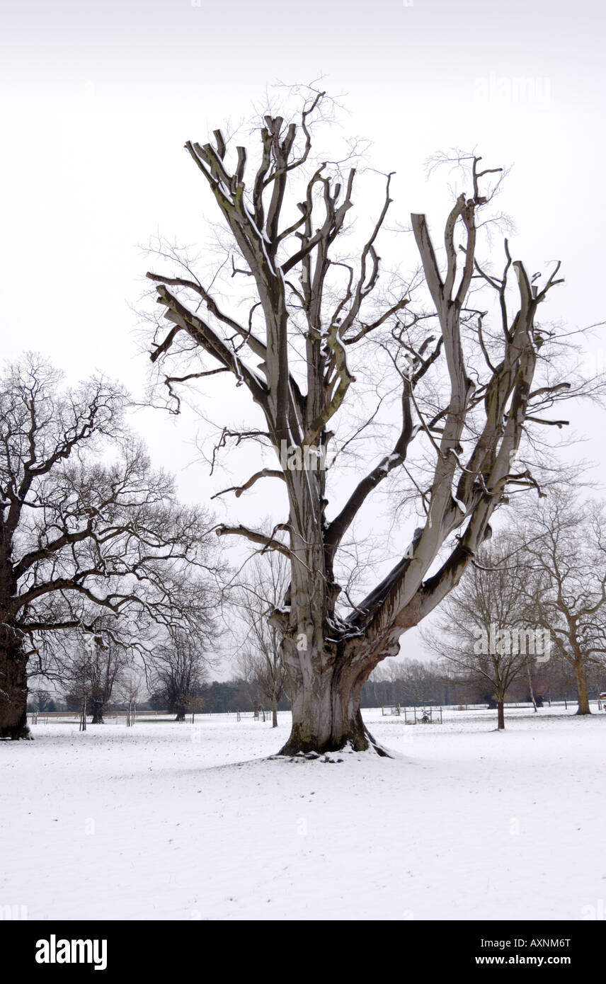 Ancient Beech tree in winter snow. Cambs, UK Stock Photo - Alamy