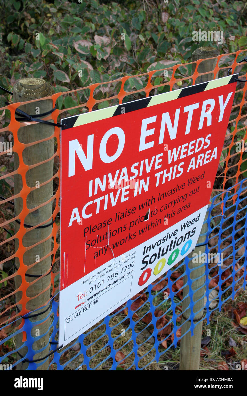 Invasive plant control of japanese knotweed hi-res stock photography ...