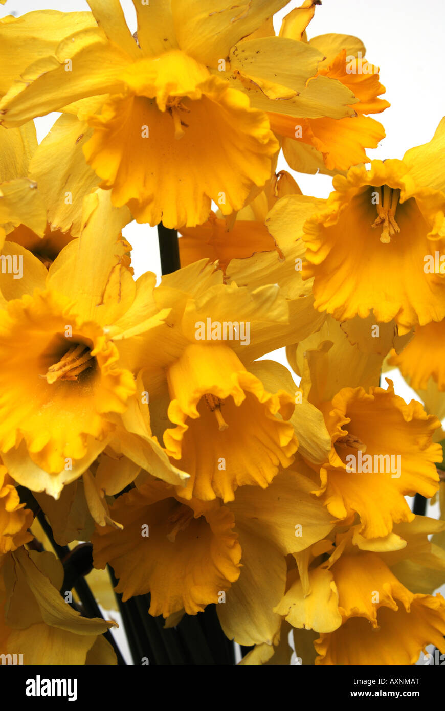 bunch of Daffodils on white background Stock Photo - Alamy