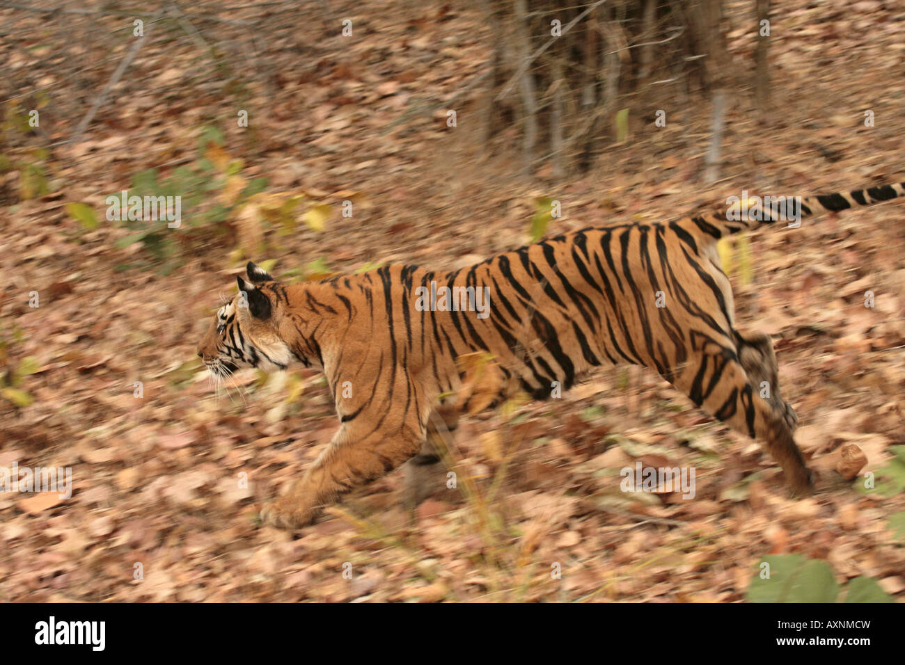 India Tiger Bengal Running High Resolution Stock Photography and Images ...