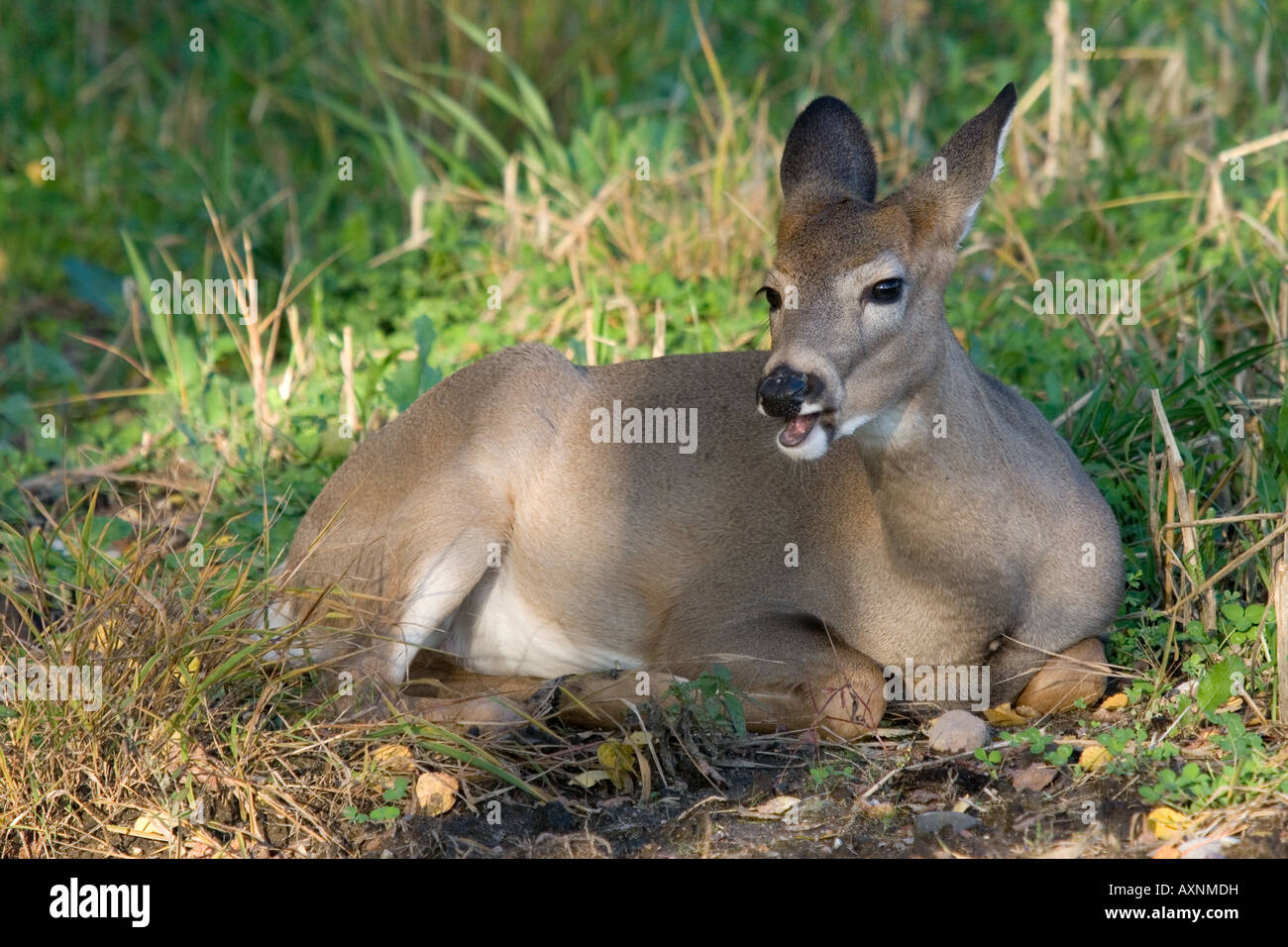 White-tailed deer (Odocoileus virginianus) bedded Stock Photo - Alamy