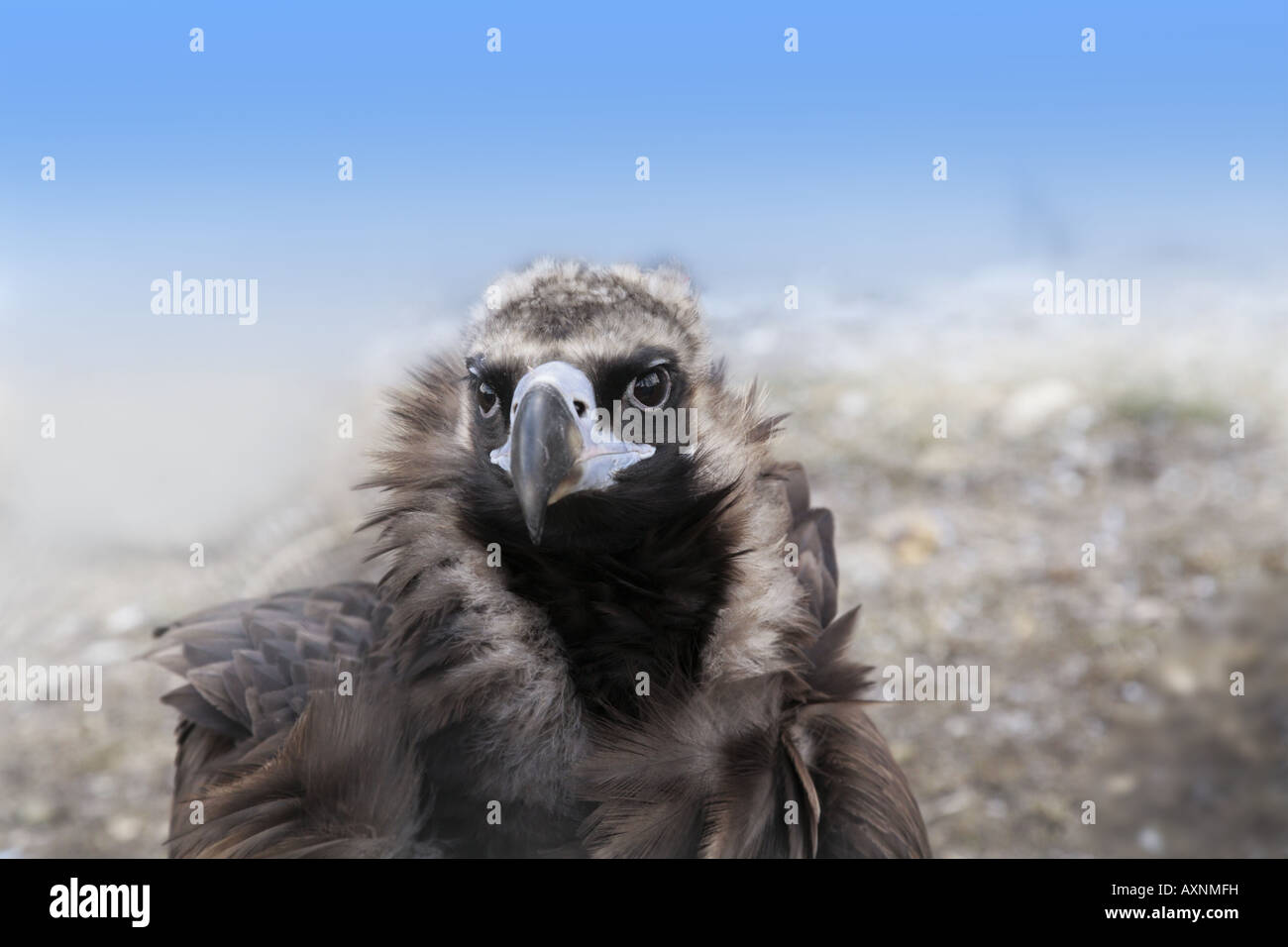 Gray vulture hi-res stock photography and images - Alamy