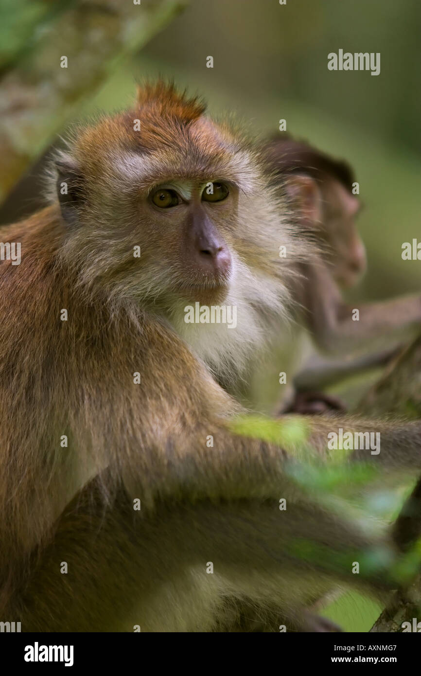 Penang Malaysia Monkeys Stock Photo - Alamy