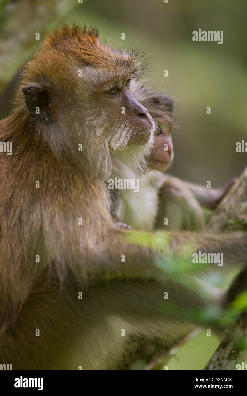 Penang malaysia monkeys hi-res stock photography and images - Alamy