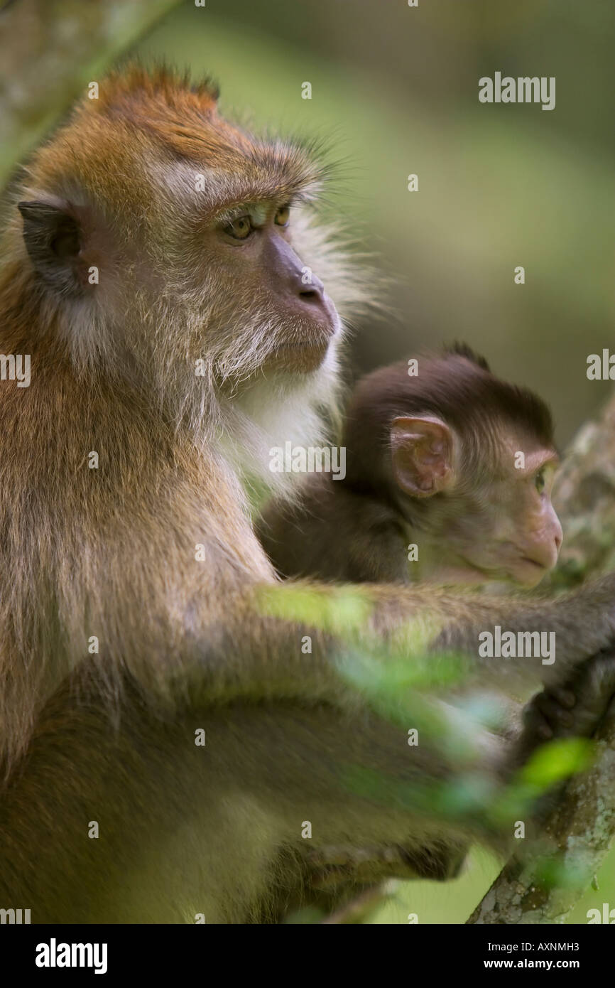 Penang Malaysia Monkeys Stock Photo - Alamy