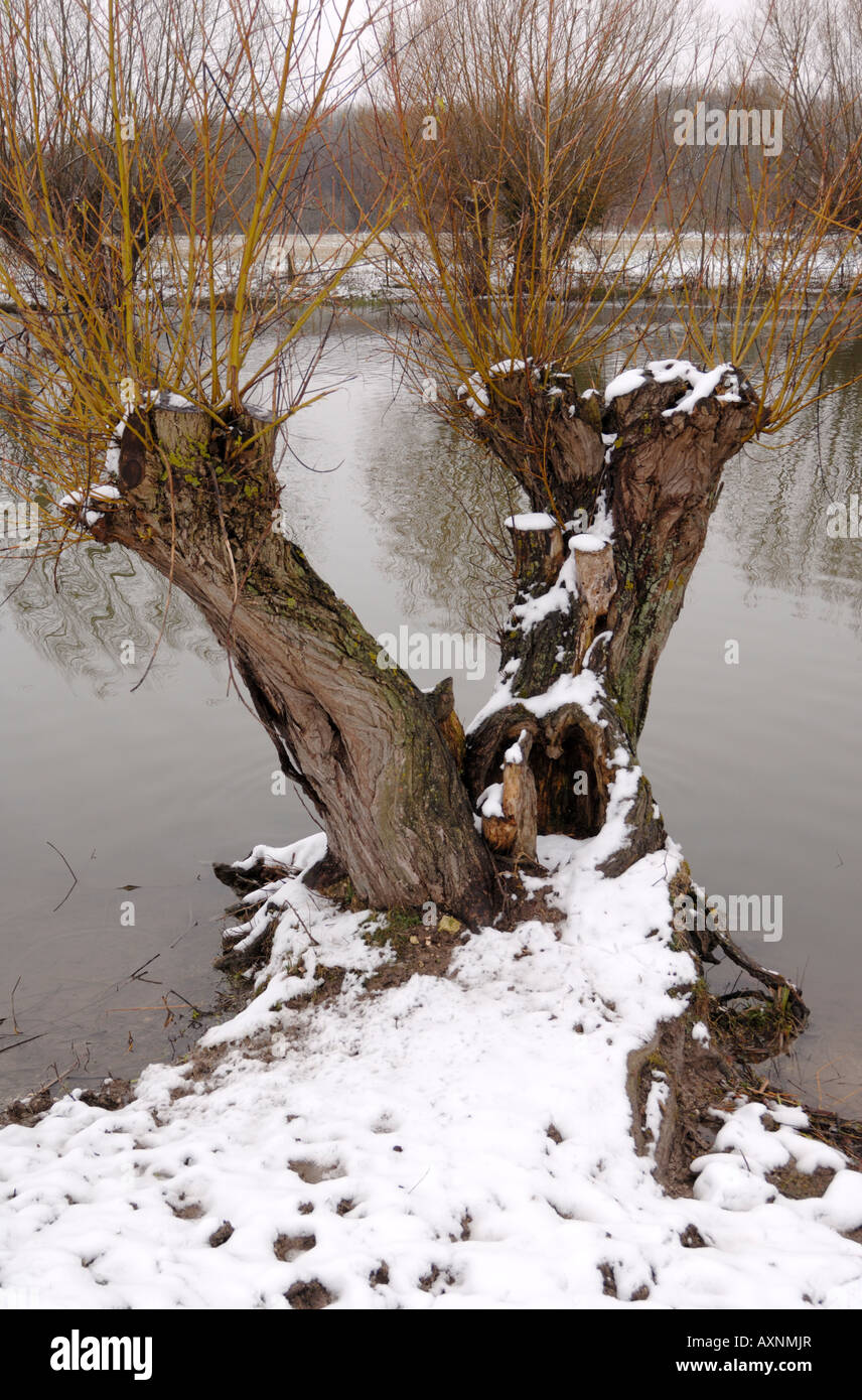 Growth pollard tree hi-res stock photography and images - Alamy