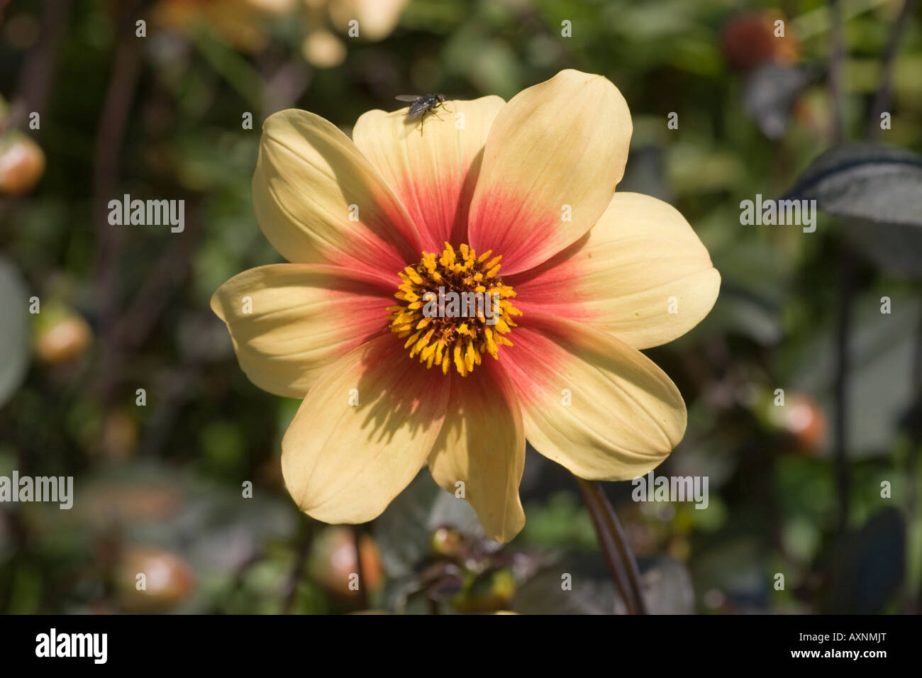 Dahlia moonfire hi-res stock photography and images - Alamy