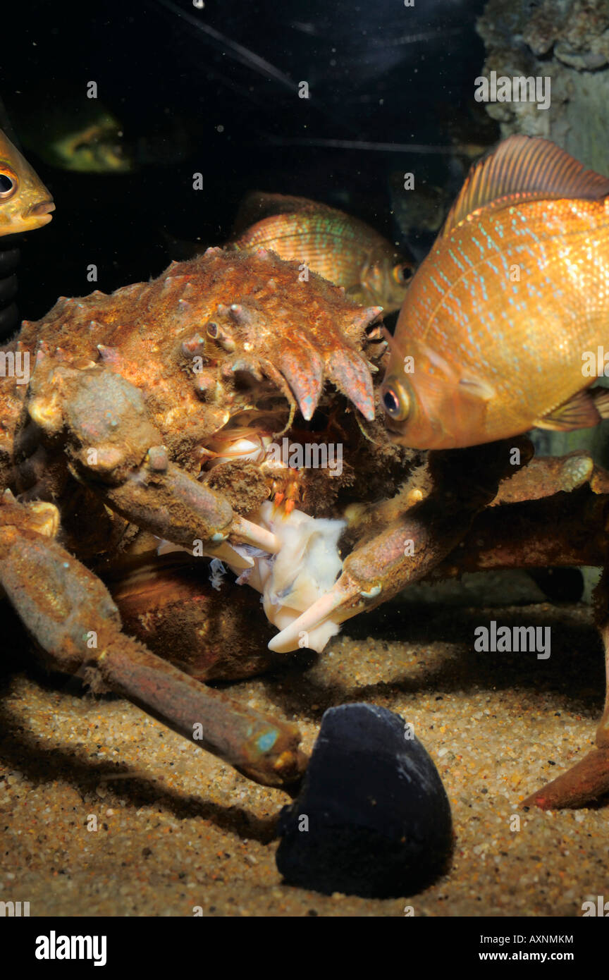 A shot of crab snacking underwater on some morsel of flesh with curious ...