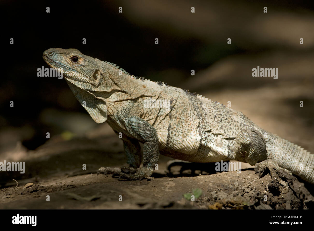 Ctenosaura hi-res stock photography and images - Alamy