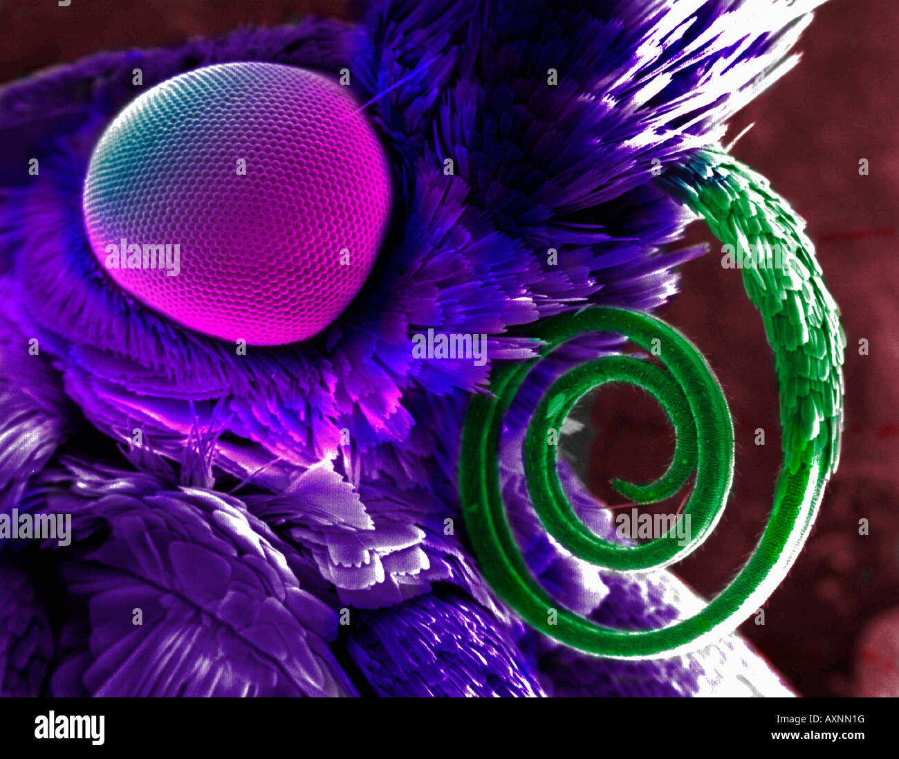 Butterfly Under Microscope