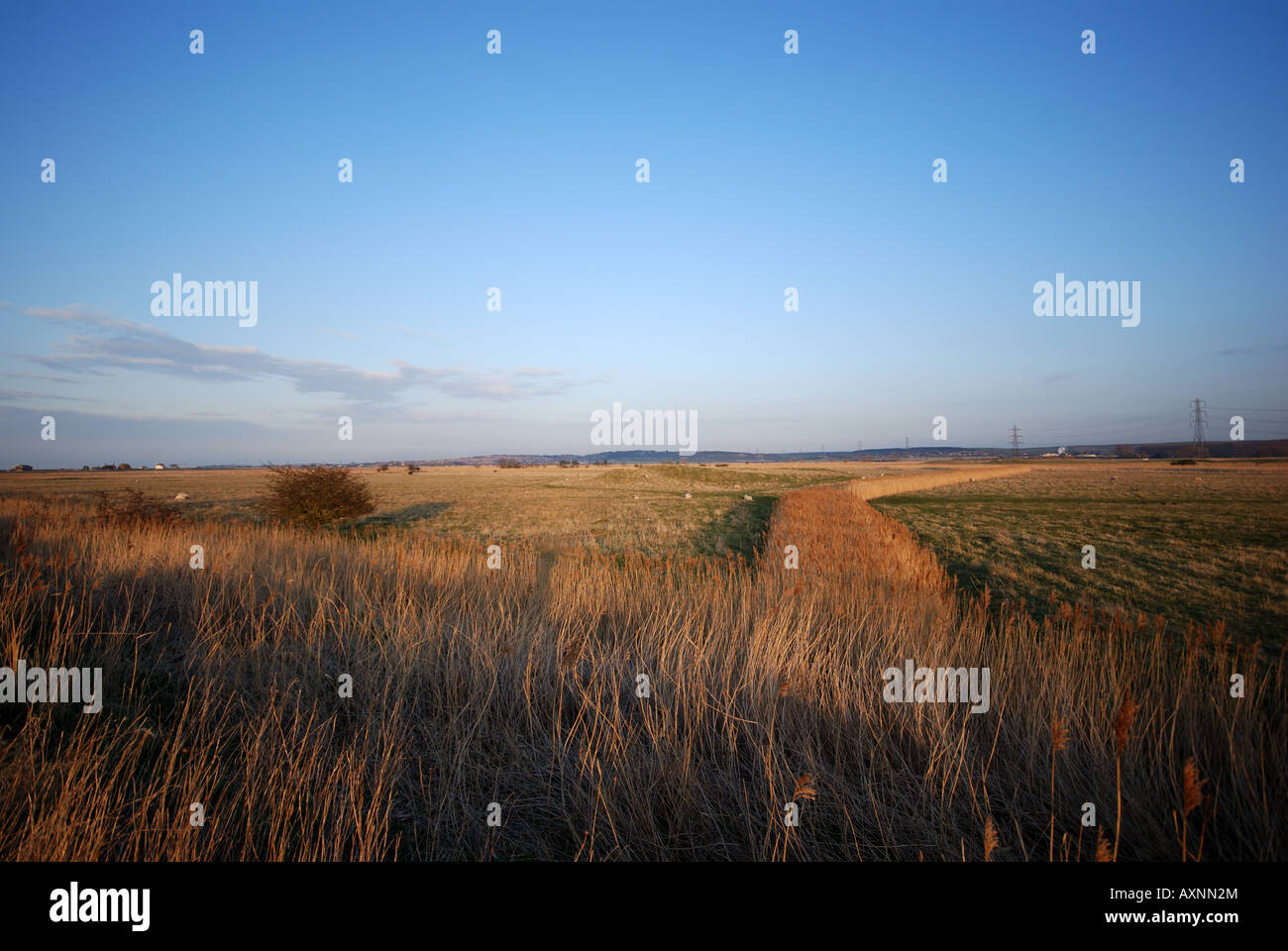Kent fowl hi-res stock photography and images - Alamy