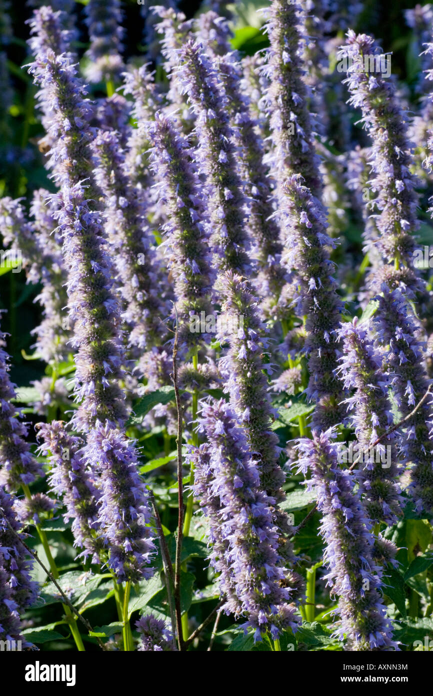 Agastache "Blue Fortune Stock Photo - Alamy