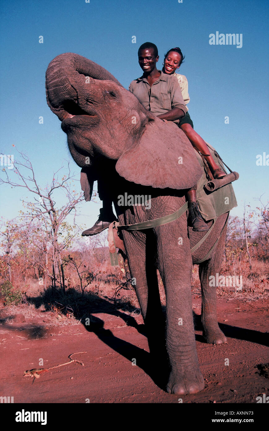 Asian elephant ears back hi-res stock photography and images - Alamy