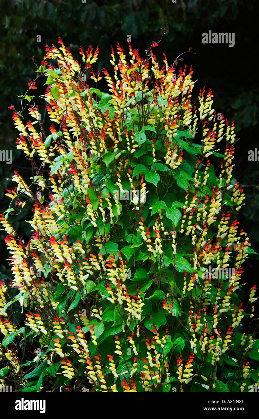 Ipomoea Versicolor High Resolution Stock Photography and Images - Alamy