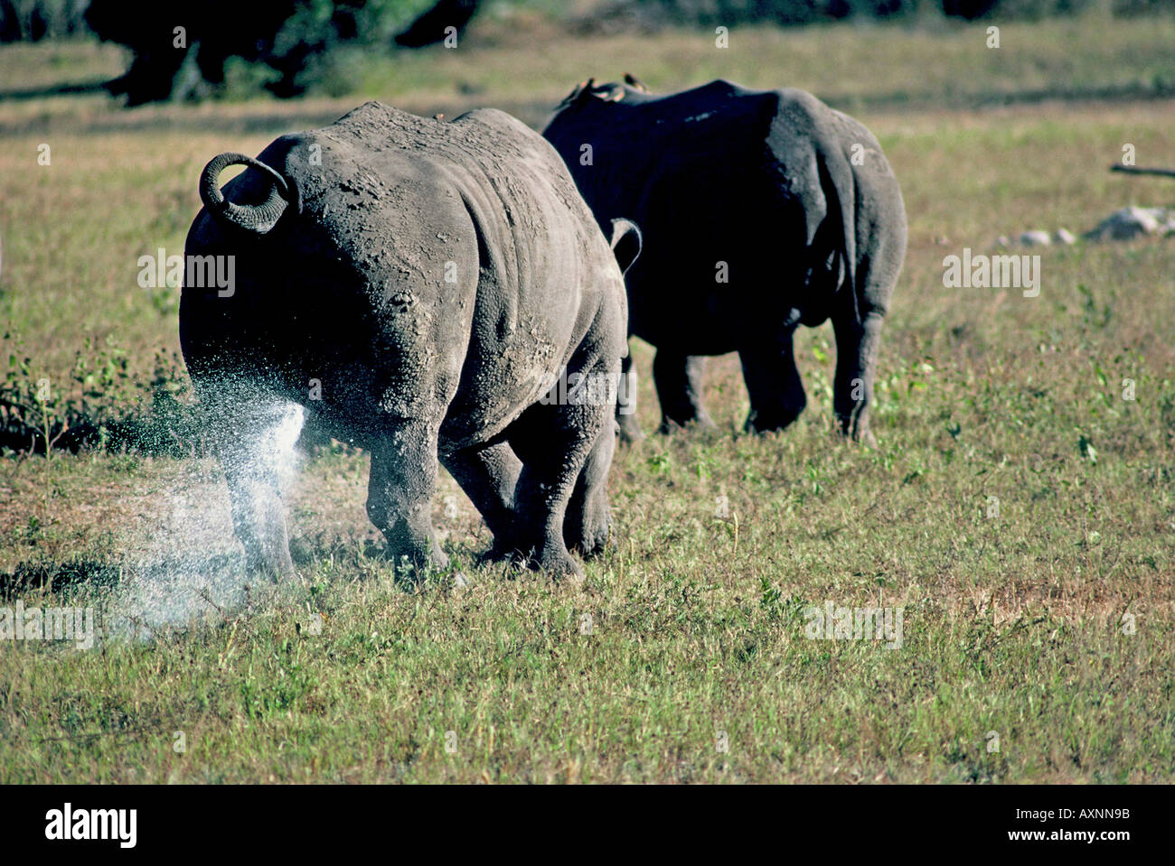 White Rhino scent marking, Ceratotherium simum Stock Photo - Alamy