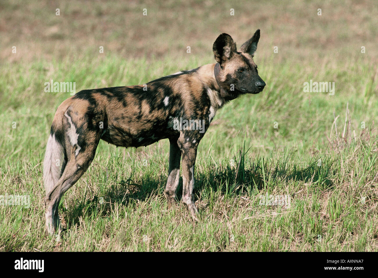 African male wolf hi-res stock photography and images - Alamy