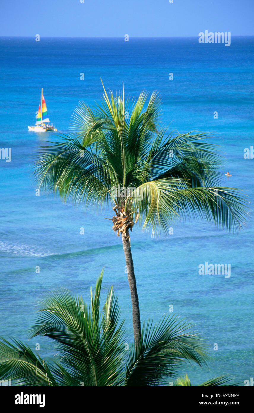 Sailboat in ocean with coconut palm tree Stock Photo - Alamy