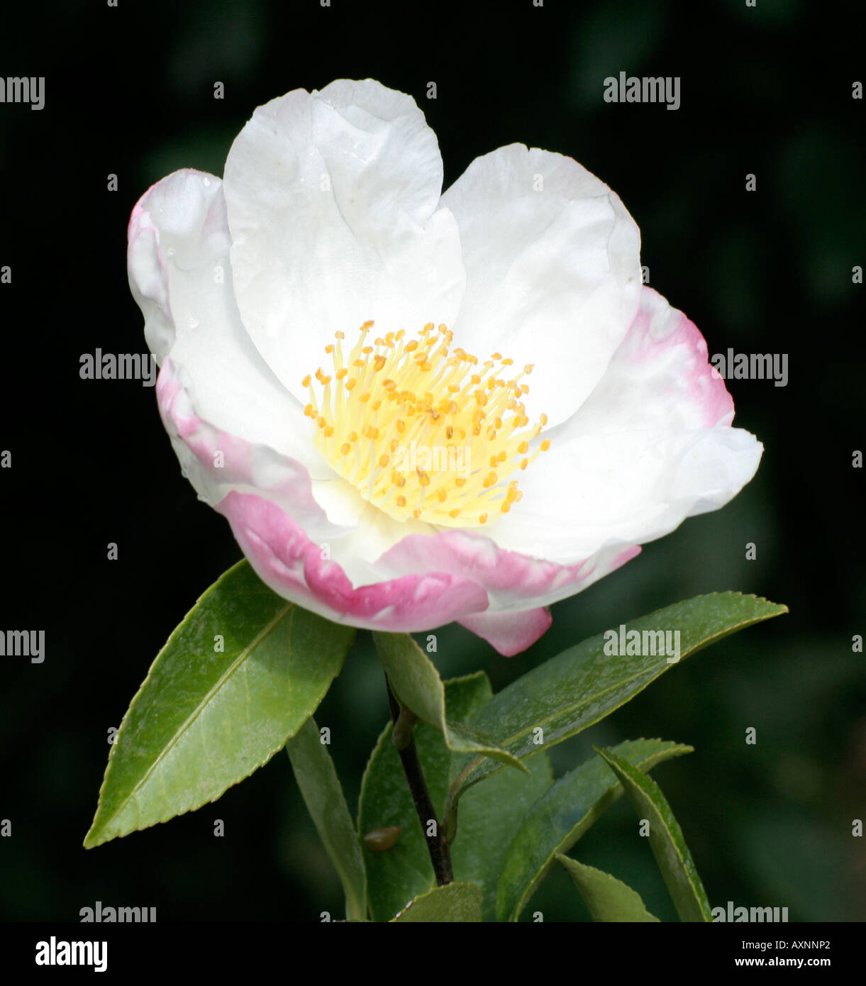 the fragrant Camellia oleifera blooming in Devon during October Stock ...