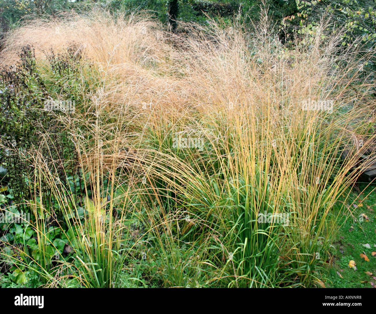 Molinia caerulea arundinacea windspiel hi-res stock photography and ...