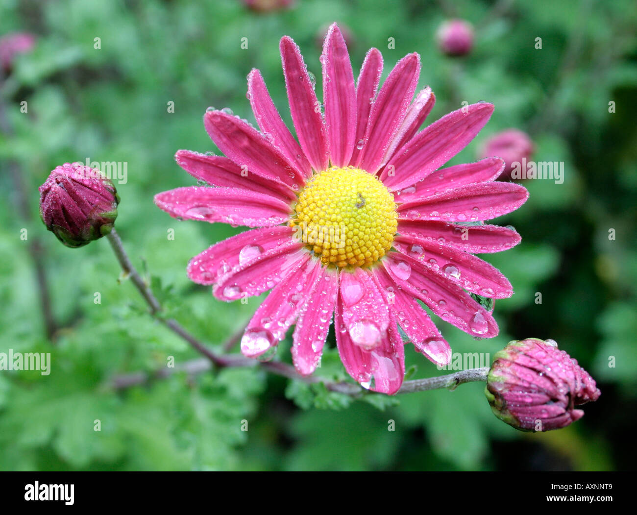 Chrysanthemum nancy perry rubellum group hi-res stock photography and ...