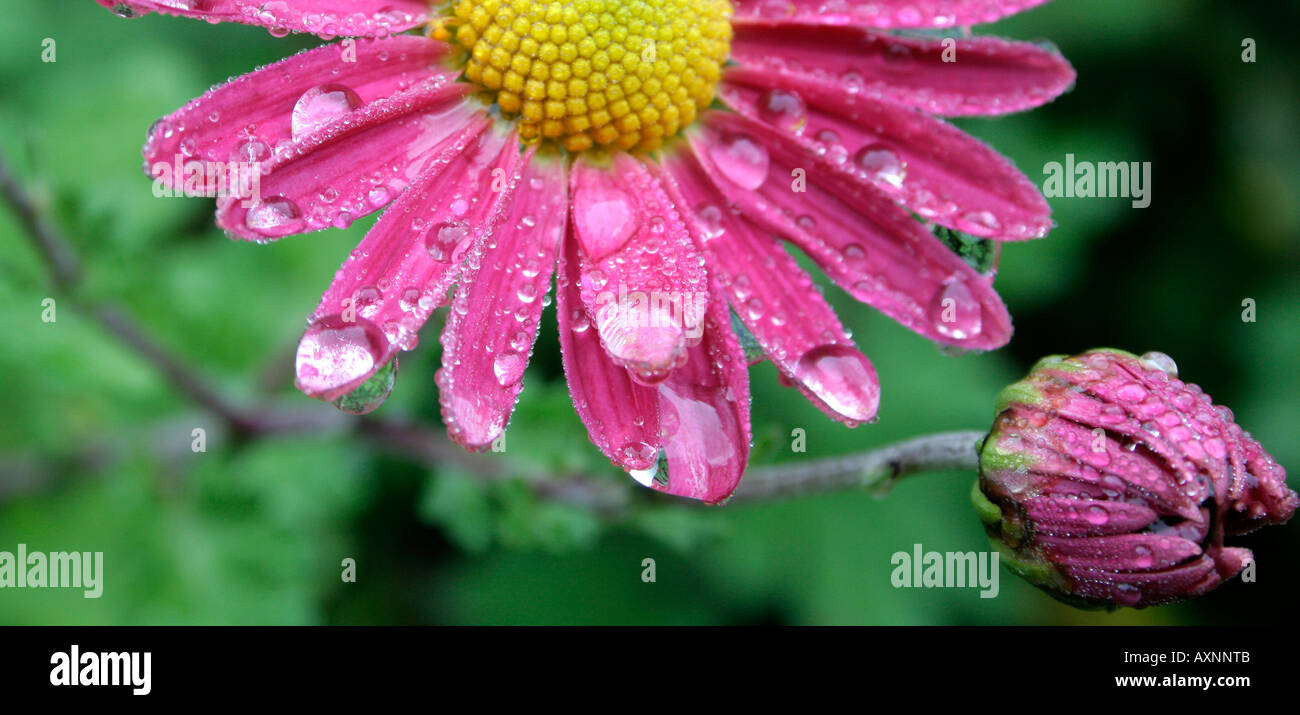 Nancy perry hi-res stock photography and images - Alamy