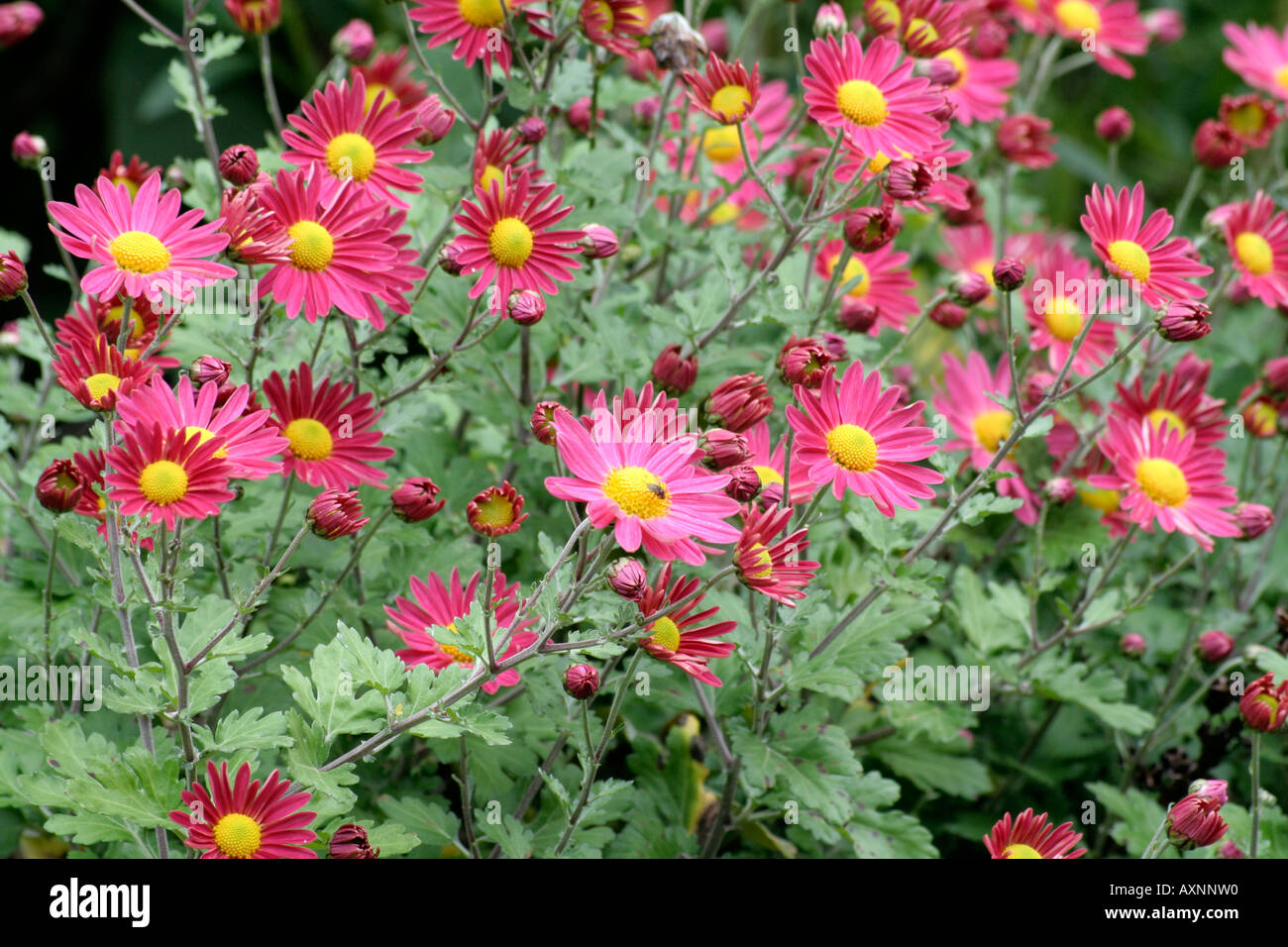 Nancy perry hi-res stock photography and images - Alamy