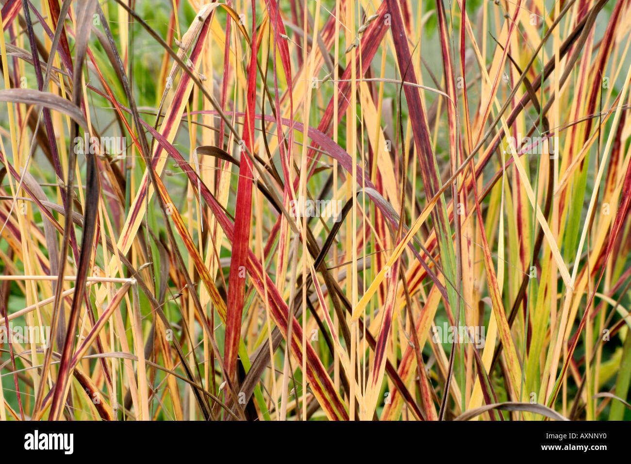 Panicum virgatum autumn hi-res stock photography and images - Alamy