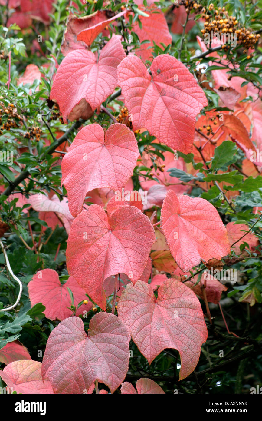 Vitis coignetiae autumn foliage Stock Photo - Alamy