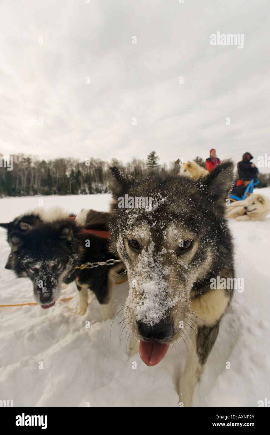 CANADIAN INUIT DOGS AND MUSHERS TAKE A BREAK FROM PULLING BOUNDARY ...