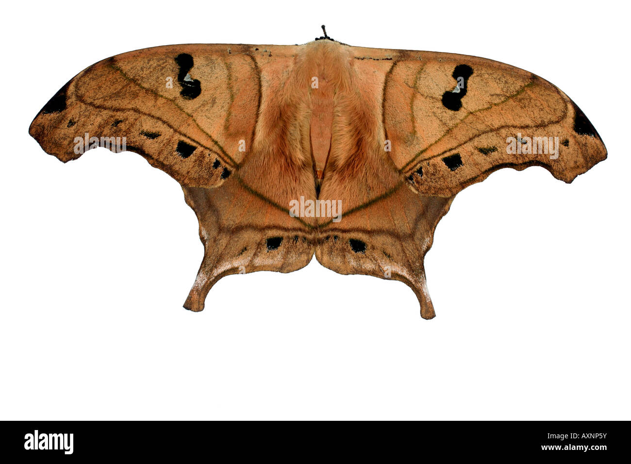Amazon rainforest moth Cut Out Stock Images & Pictures - Alamy