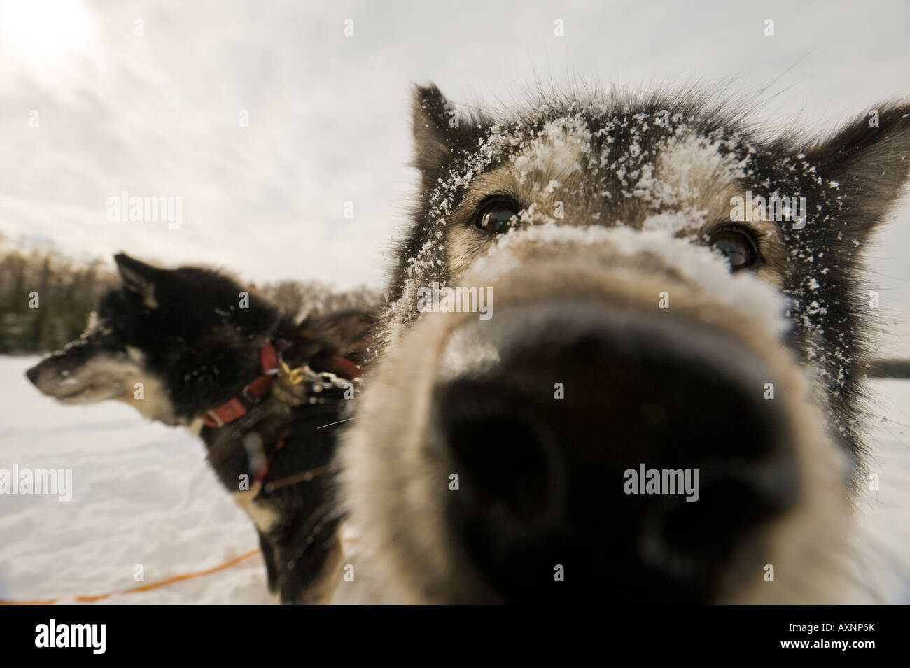 A COUPLE OF CANADIAN INUIT DOGS TAKE A BREAK FROM PULLING BOUNDARY ...