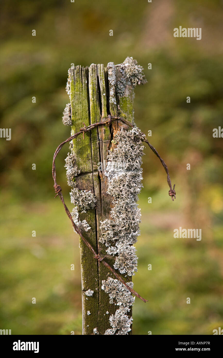 Rotting Post and Rusty Barbed Wire Stock Photo - Alamy