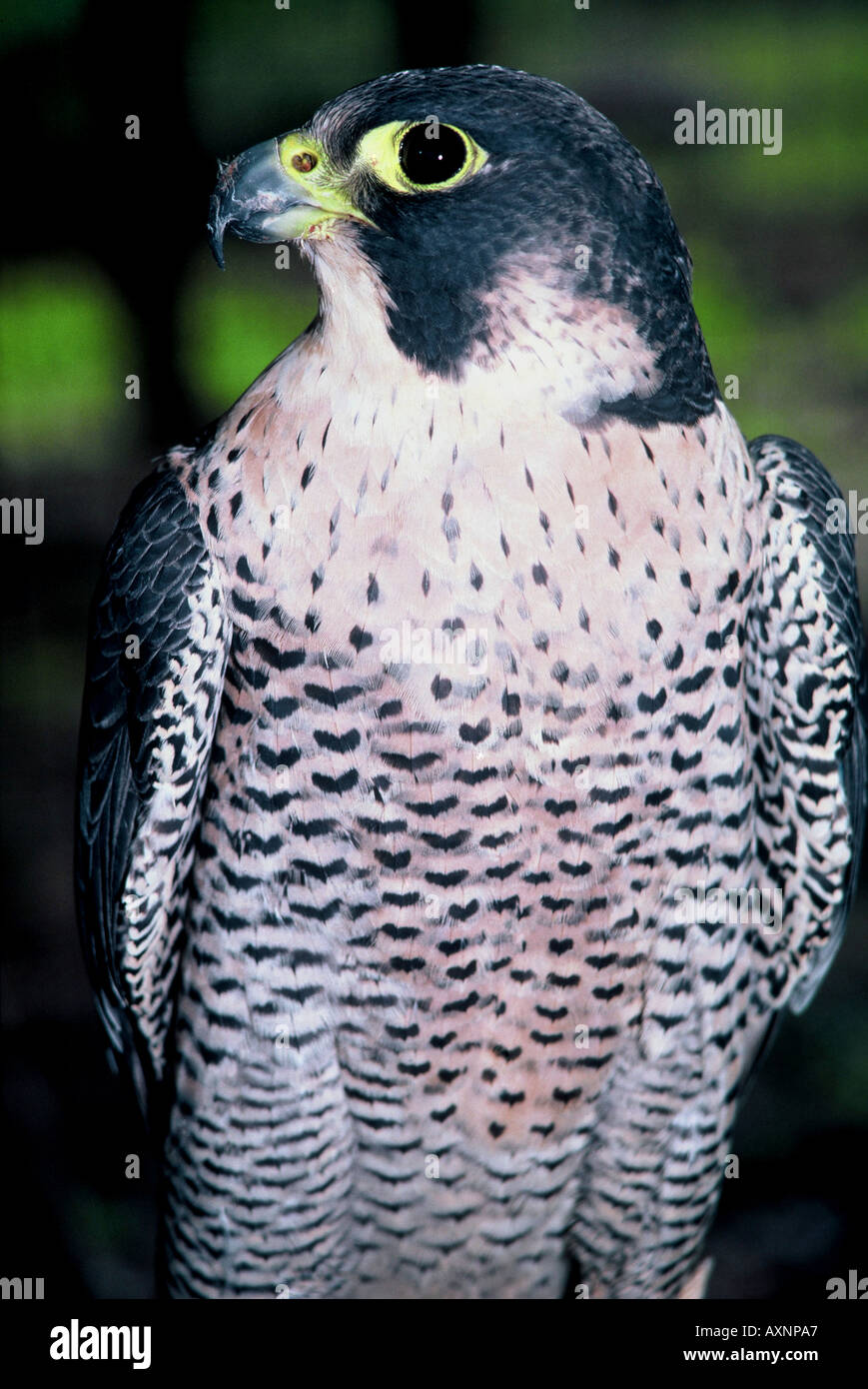, Peregrine, Falco peregrinus minor Stock Photo - Alamy