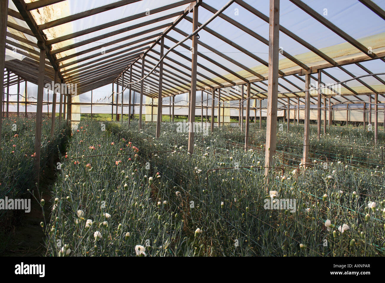 Carnation greenhouse hi-res stock photography and images - Alamy
