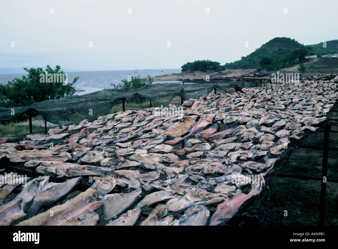 Drying Racks for bream and other commercially caught fish Stock Photo ...
